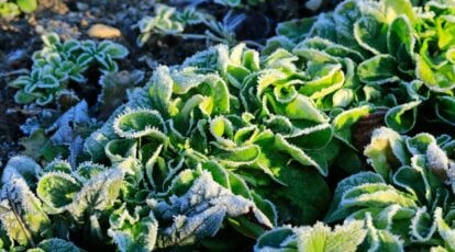 How to Plant, Grow, and Care For Mâche