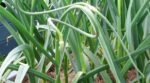 Softneck vs. Hardneck Garlic: What's the Difference?