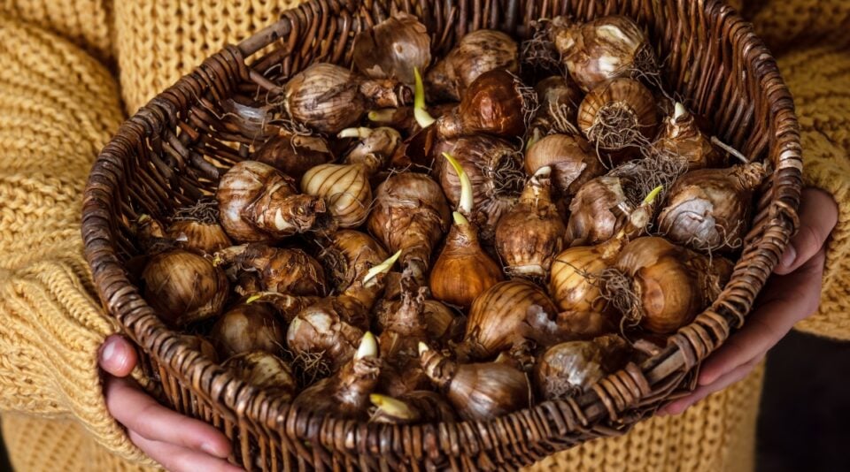 How Long Can You Keep Flower Bulbs in Storage?