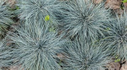 How to Plant, Grow, and Care for Blue Fescue