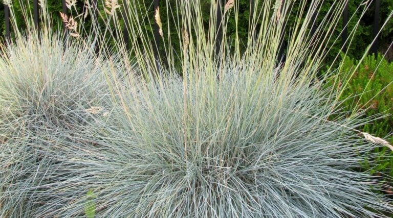 How to Plant, Grow, and Care for Blue Fescue