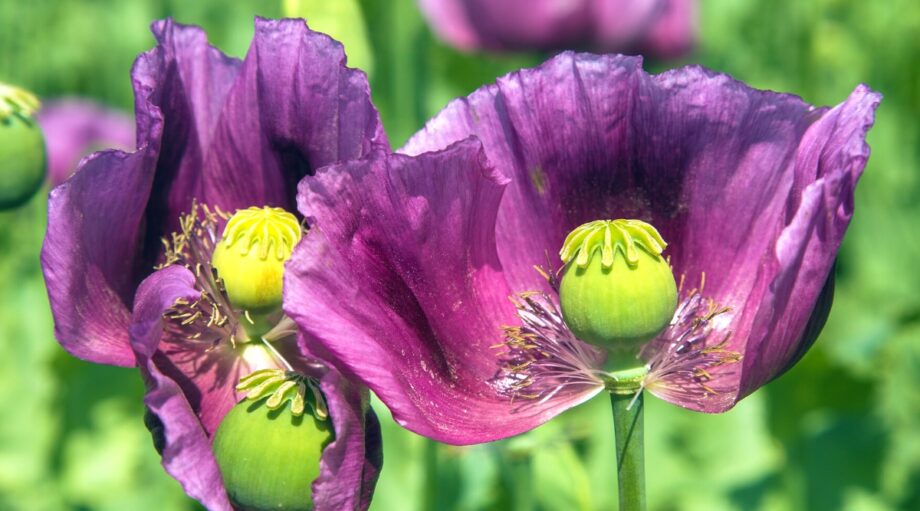 How to Plant, Grow, and Care for Poppies
