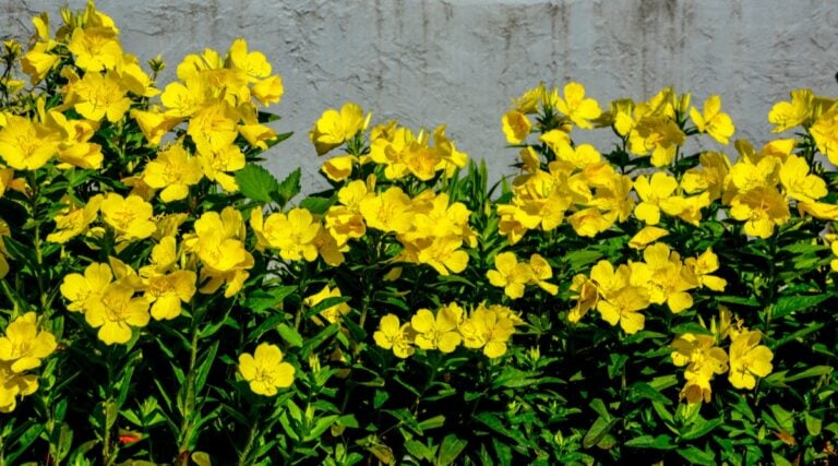 How to Plant, Grow, and Care for Primrose Flowers