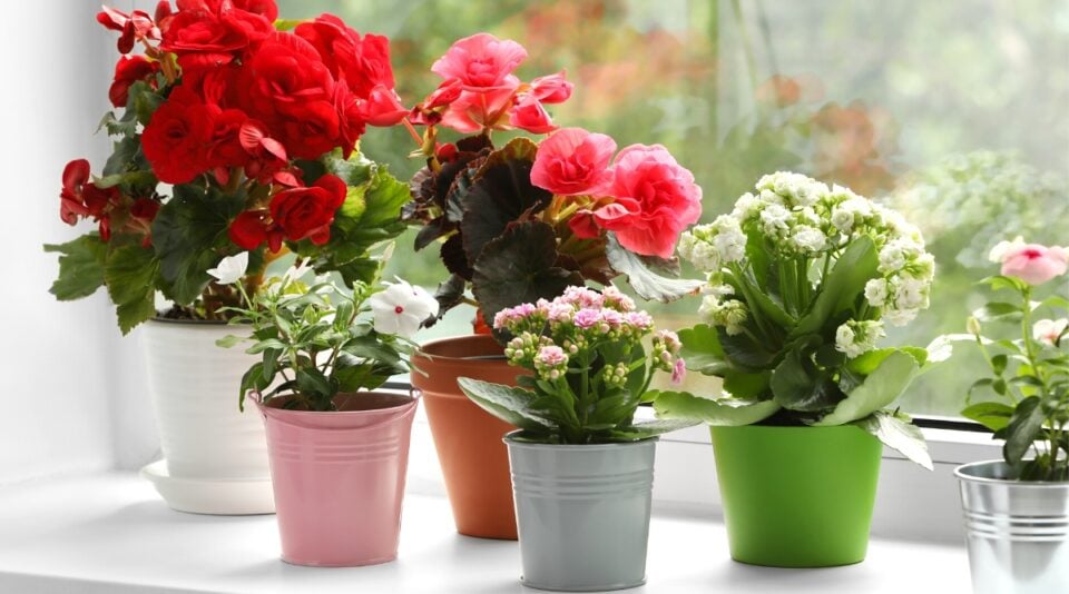 7 Beautiful Houseplant Trends for 2024
