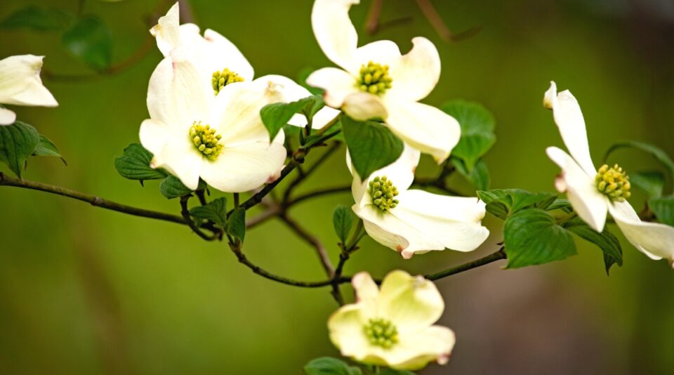 How to Plant, Grow, and Care for Dogwood Trees