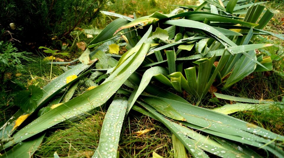 How to Plant, Grow, and Care for Siberian Iris Flowers