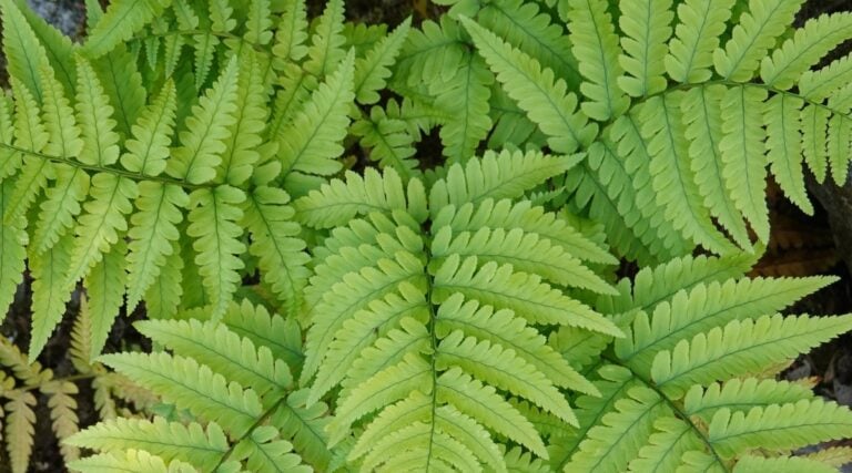 37 Beautiful Fern Varieties for Your Garden