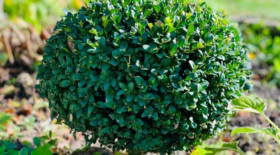 How to Plant, Grow, and Care for Boxwood Shrubs