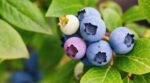 27 Different Types of Blueberries For Your Garden