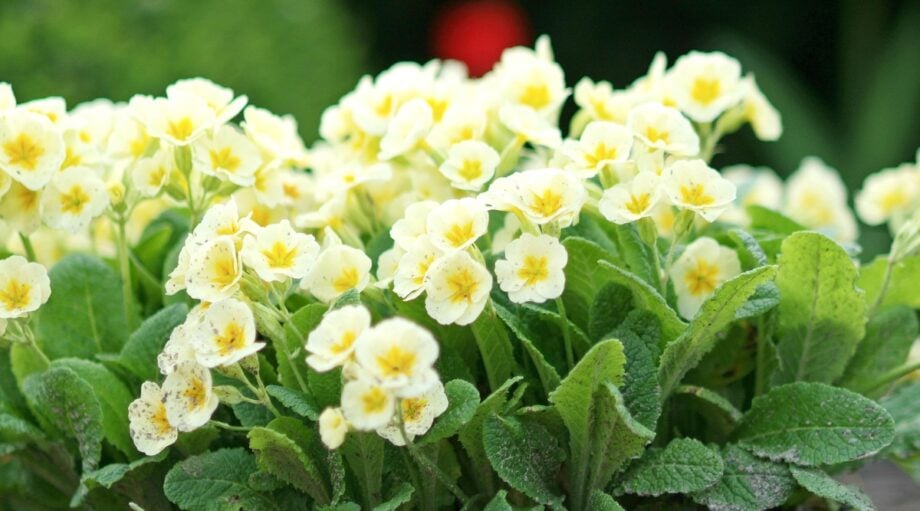 How to Plant, Grow, and Care for Primrose Flowers