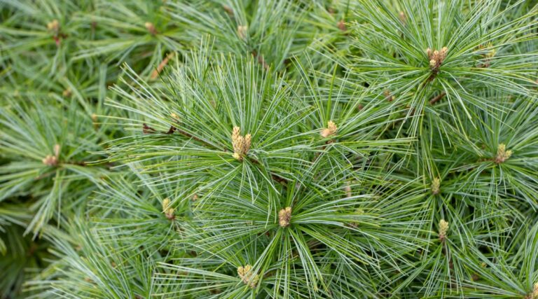 27 Best Evergreen Trees for Residential Landscapes