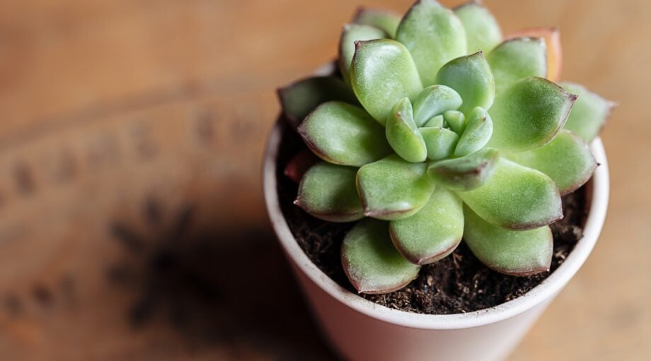 27 Easy To Grow Succulents for Beginners