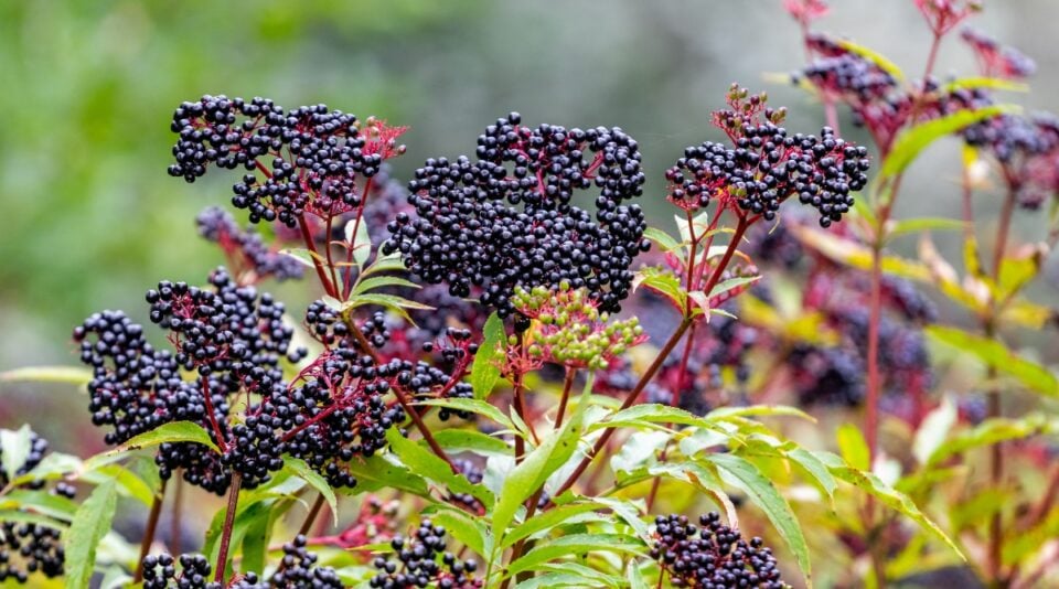 How to Plant, Grow, and Care for Elderberry Shrubs