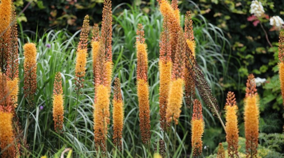 How to Plant, Grow, and Care for Foxtail Lilies