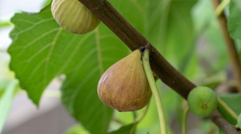 31 Fabulous Fig Varieties for Your Home and Garden