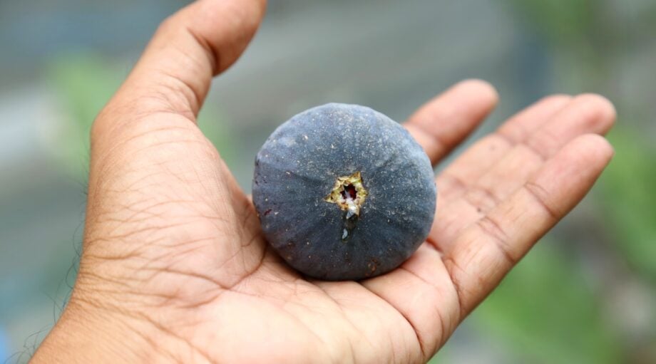 31 Fabulous Fig Varieties for Your Home and Garden