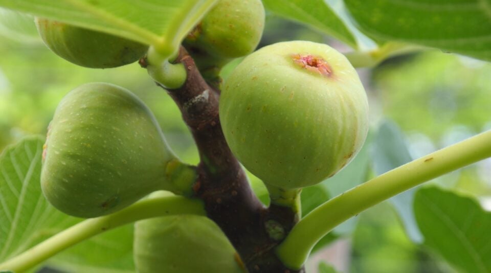 31 Fabulous Fig Varieties for Your Home and Garden