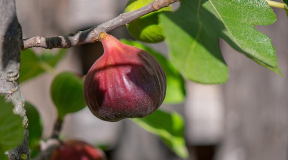 31 Fabulous Fig Varieties for Your Home and Garden