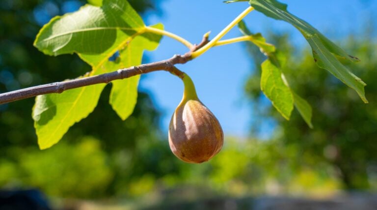 31 Fabulous Fig Varieties for Your Home and Garden