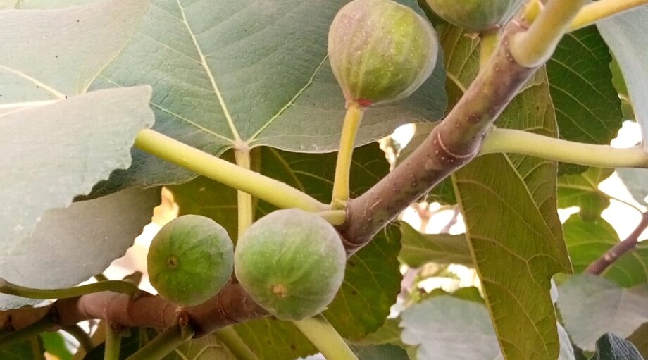 31 Fabulous Fig Varieties for Your Home and Garden