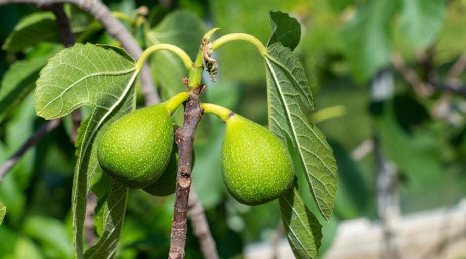 31 Fabulous Fig Varieties for Your Home and Garden
