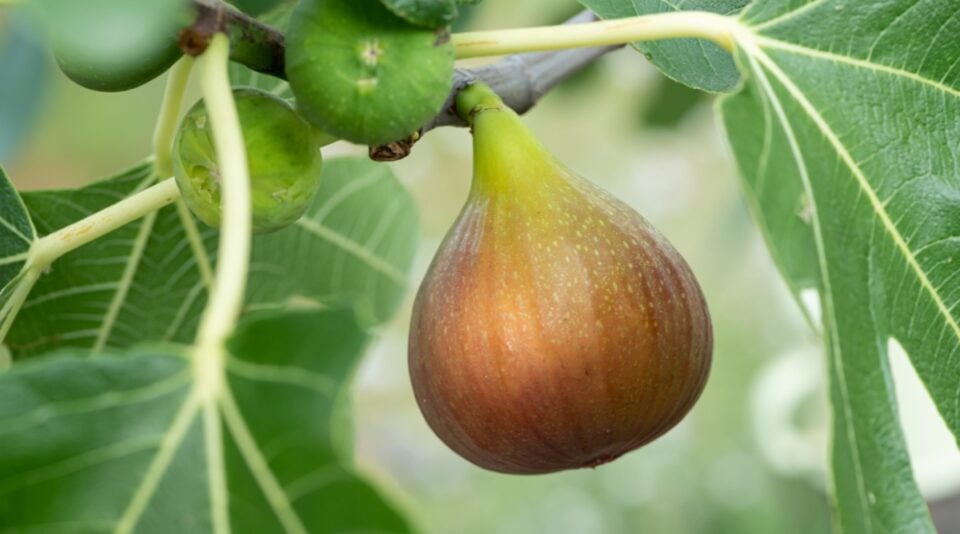 31 Fabulous Fig Varieties for Your Home and Garden
