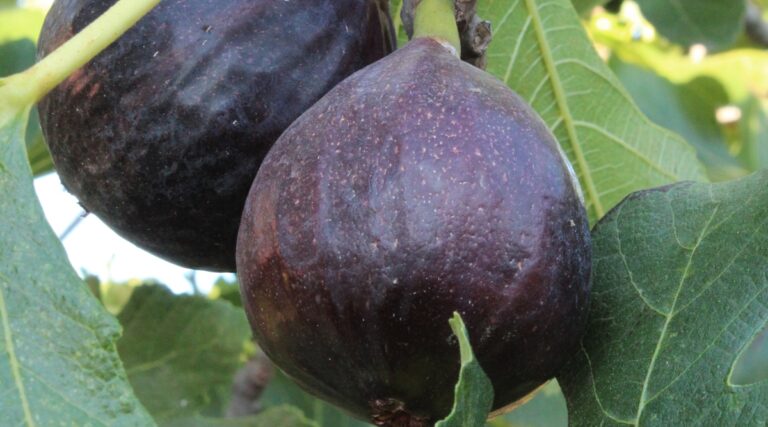31 Fabulous Fig Varieties for Your Home and Garden