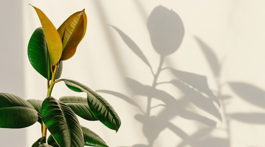 Why is My Ficus Tree Dropping Leaves?
