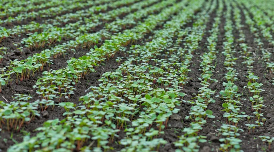 How to Plant, Grow, and Care for Ruby Buckwheat