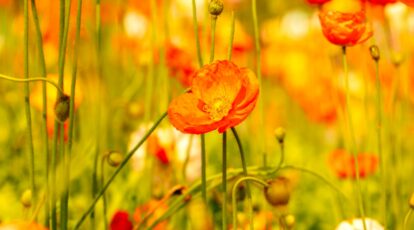 How to Plant, Grow, and Care for Poppies
