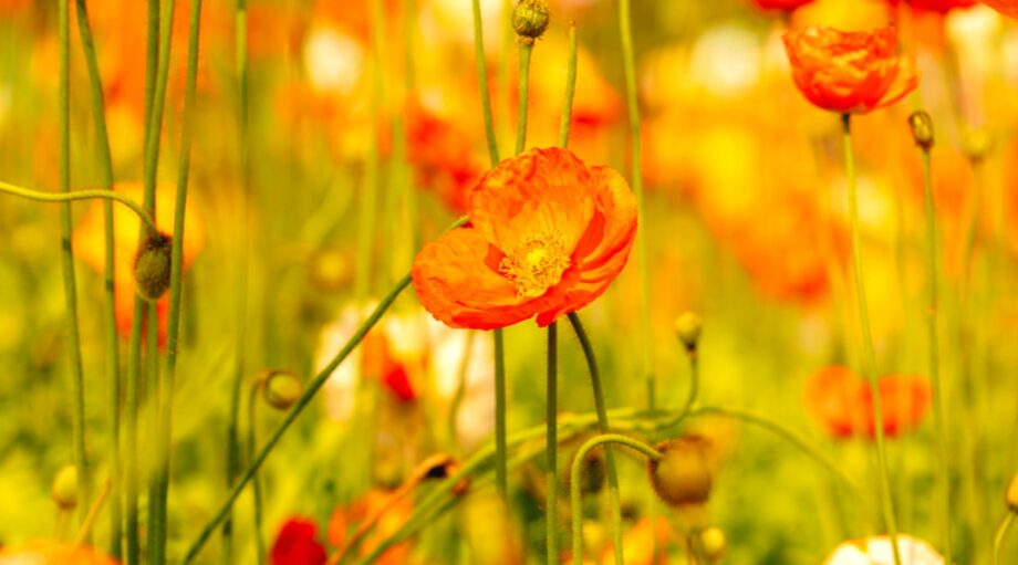 How to Plant, Grow, and Care for Poppies