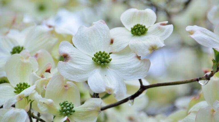 27 Spectacular Spring-Blooming Trees