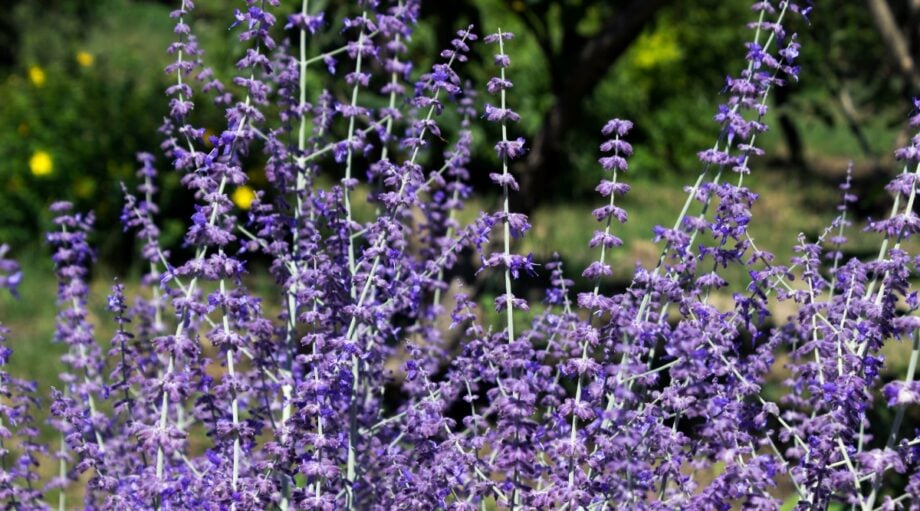 11 Varieties of Russian Sage for Your Garden