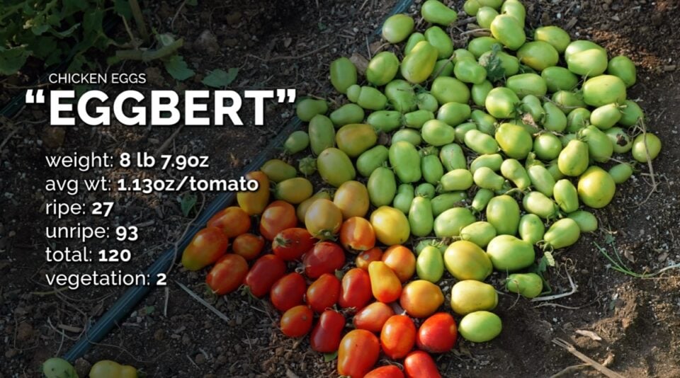Does Burying Food Scraps Produce Results in the Garden?