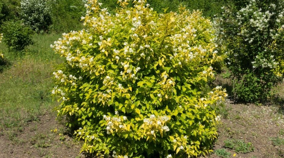 How to Plant, Grow, and Care for Mock Orange