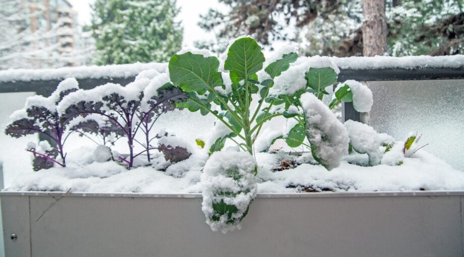 13 Winter Vegetables and Herbs That Grow in the Snow