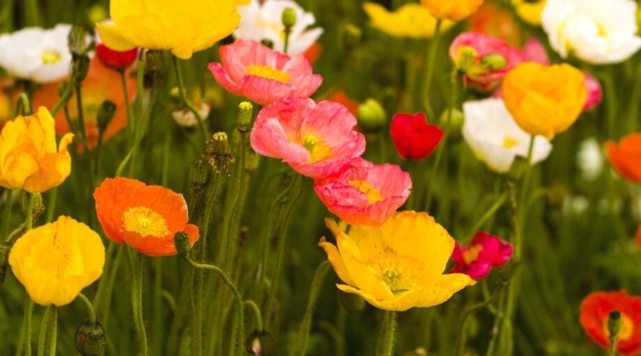 How to Plant, Grow, and Care for Poppies