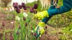 How to Make Cut Flowers Last Longer: 11 Pro Tips