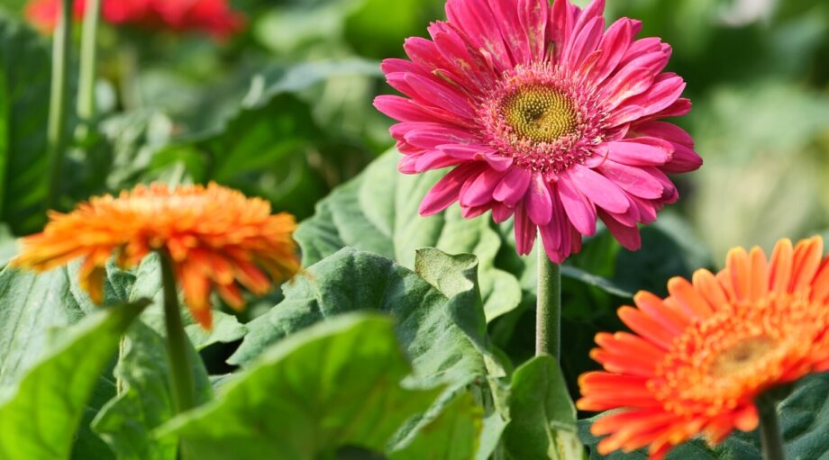 How to Plant, Grow, and Care For Gerbera Daisies
