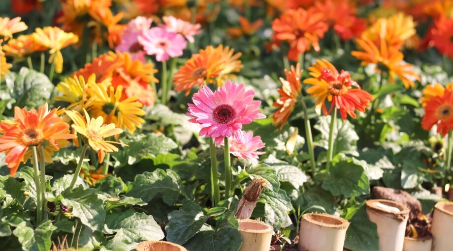 How to Plant, Grow, and Care For Gerbera Daisies