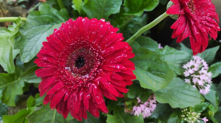 How to Plant, Grow, and Care For Gerbera Daisies