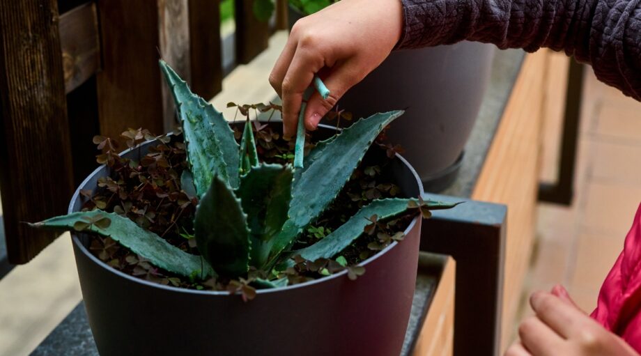 Houseplant Fertilizers: A Beginner's Guide