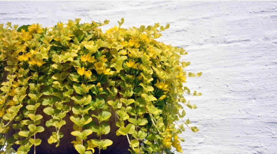 21 Best Trailing Plants for Pots and Containers