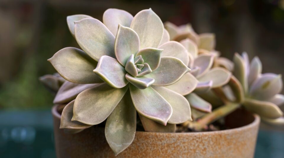 27 Easy To Grow Succulents for Beginners