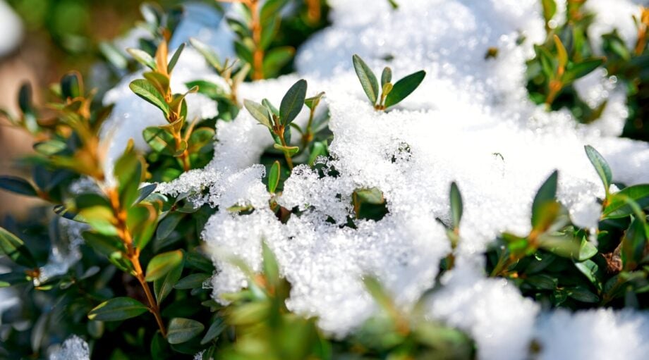 How to Plant, Grow, and Care for Boxwood Shrubs