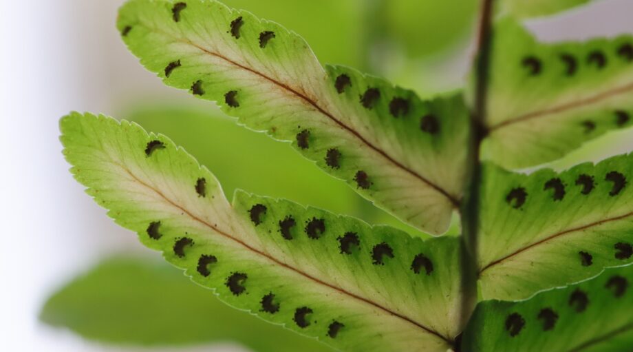 How to Plant, Grow, and Care for Blue Star Ferns