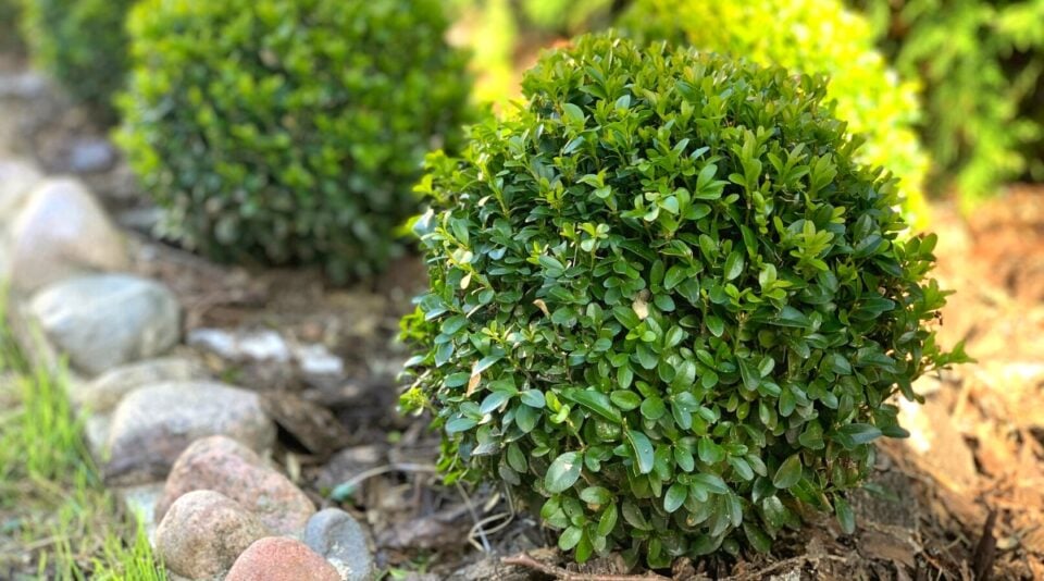 How to Plant, Grow, and Care for Boxwood Shrubs