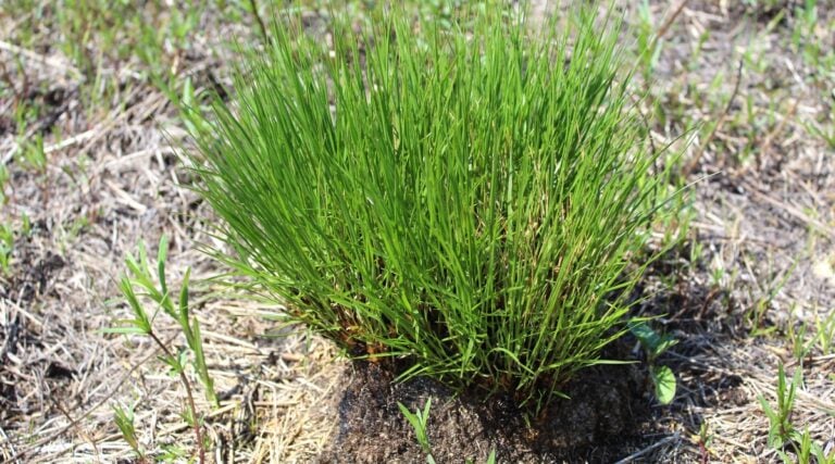How to Plant, Grow, and Care for Prairie Dropseed