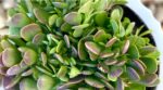 21 Best Trailing Plants for Pots and Containers
