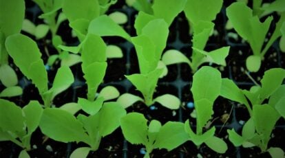 How to Plant, Grow, and Care for Chicory